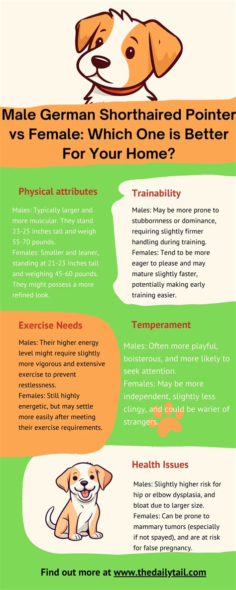 Male German Shorthaired Pointer Vs Female Which One Is Better For Your Home