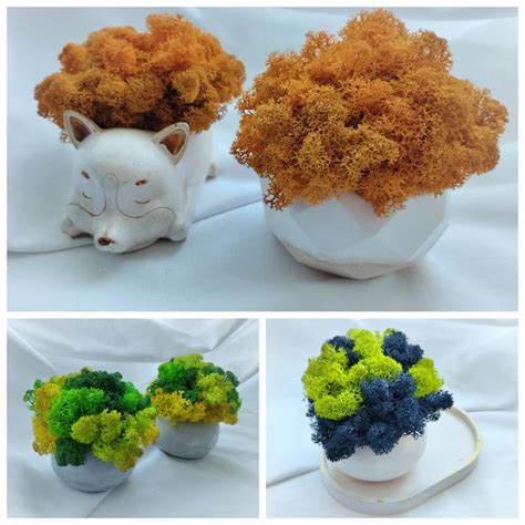 Кашпо зі стабілізованим мохом — ціна 330 грн у каталозі Кашпо Купити товари для дому та побуту