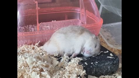 또 눈뜨고 자는 햄스터 엄마 놀랜다 Youtube