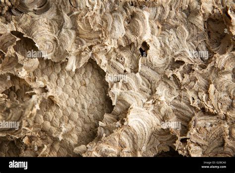 Honeycomb Structure Wasp Nest Hi Res Stock Photography And Images Alamy