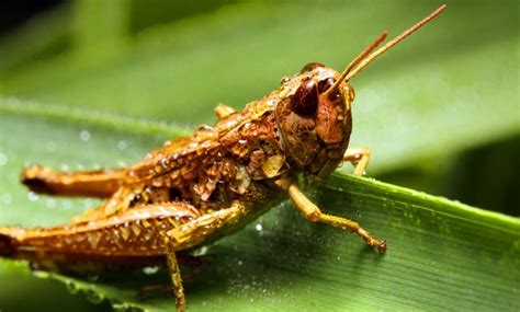 How To Cook And Eat Grasshoppers In The Wild