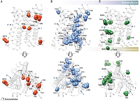 Distribution Of Functionally Characterized Mutations Associated With