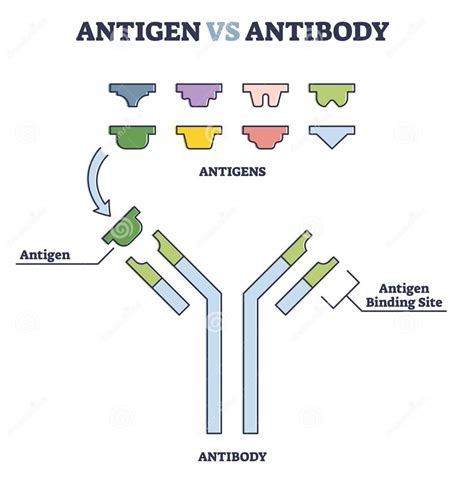 Antigen And Antibody Agriculture Wale