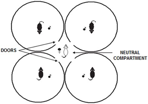 Frontiers Kin Affiliation Socio Sexual And Mating Preference In The