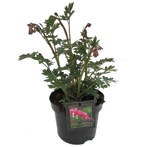 Dicentra Spectabilis Gebroken Hartje Kopen