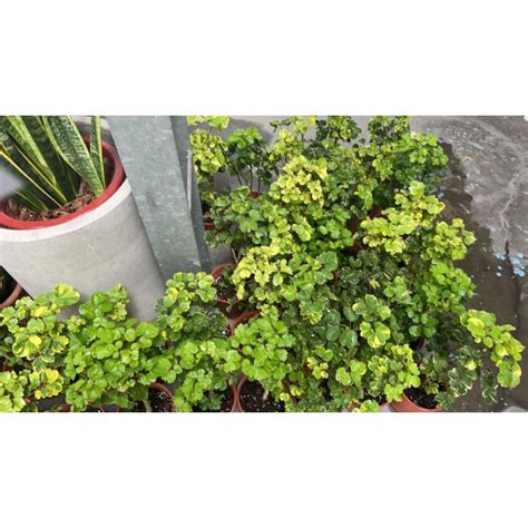 🎄綠世界🎄觀葉植物🎄黃金福祿桐🎄56吋盆🎄 蝦皮購物