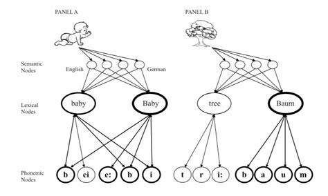 Figure 21 From Cross Linguistic Interaction Lexical Representation