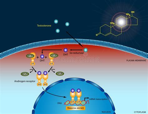 Bio Signaling Cell Communication System Biological Anatomy Diagram