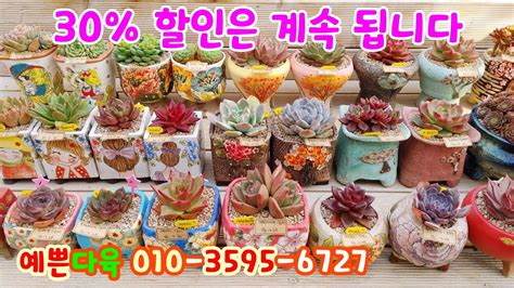 221031📍예쁜다육 제이드스타스페셜 오데뜨 카시오적금 마시멜로 테리우스 피델리오 레드탄 슈퍼와인 Youtube