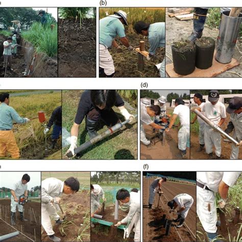 Methods Of Field Based Root Phenotyping In Rice A Trench Excavation Download Scientific