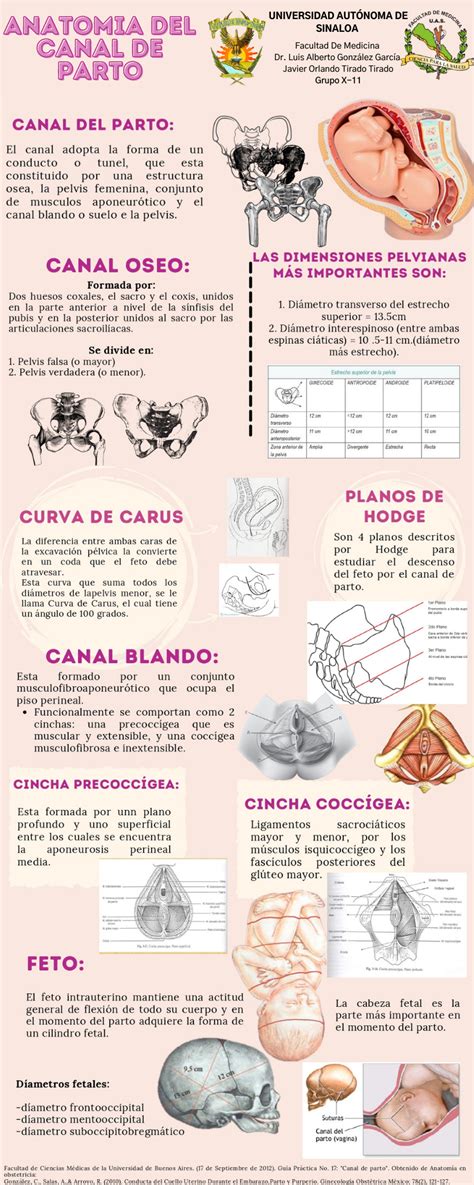 12 Anatomía Del Canal De Parto