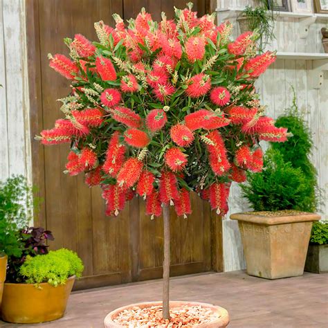 Каллистемон Уход В Домашних Условиях Фото – Telegraph