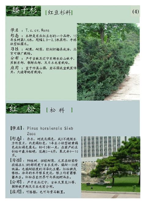 常用园林树木名称及习性介绍园林建筑土木在线
