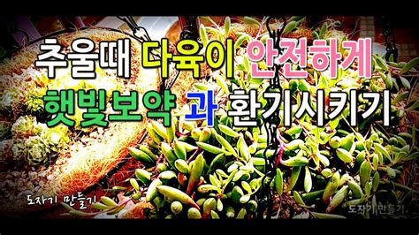 다육이키우기 겨울철 다육이 관리하기 Youtube
