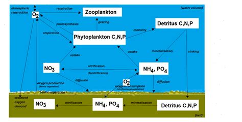 The Conceptual Diagram For The Eutrophication Model Dias Et Al Download Scientific Diagram