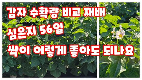 감자 신품종 비교재배 단오 강원도 수미감자 감자재배방법 Youtube