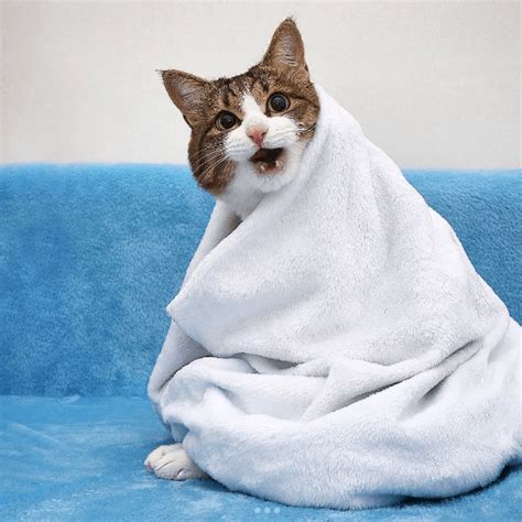 Cat Abused By Her Owners Is Left With A Permanent Disability Before