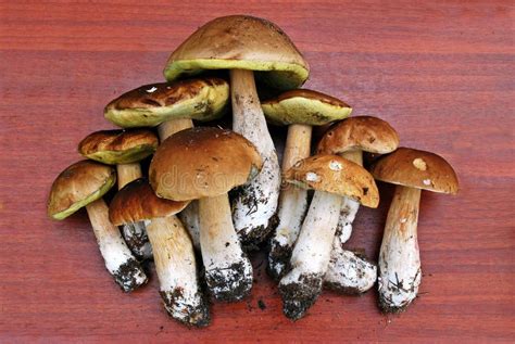 Cep Mushroom Growing In European Forest Stock Photo Image Of Fungus