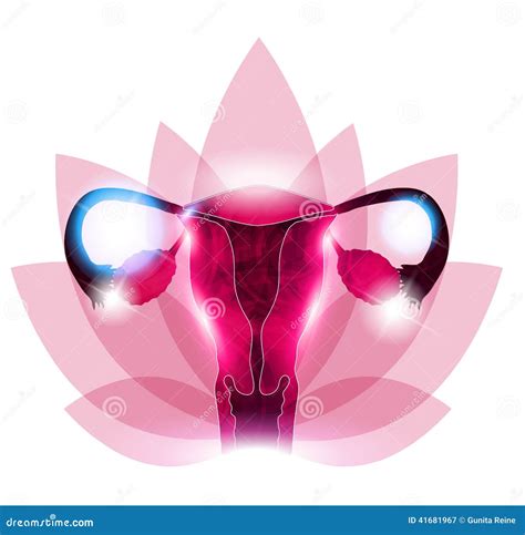 Female Reproductive Organs Flower Stock Vector Illustration Of Organ