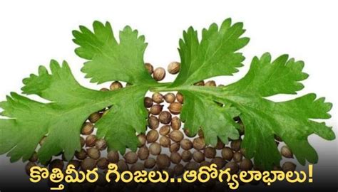 Coriander Seeds Water Benefits For Periods Zee News Telugu