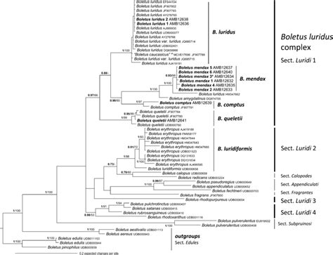 bayesian phylogram obtained from the general nrits sequence alignment