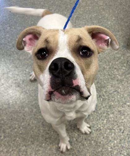 Wayside Waifs Lost And Found Pets Animal Id A0057946299 Found Belton Mo Robie Dr And W