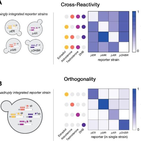 Hormone Inducible Synthetic Gene Expression Systems Exhibit Minimal