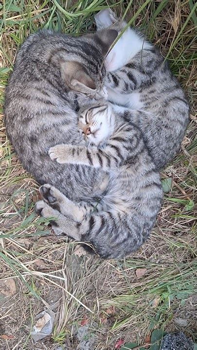 კატები კატებისოჯახი კატა 😻😽 Youtube