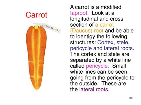 Ppt Division Cycadophyta Powerpoint Presentation Free Download Id