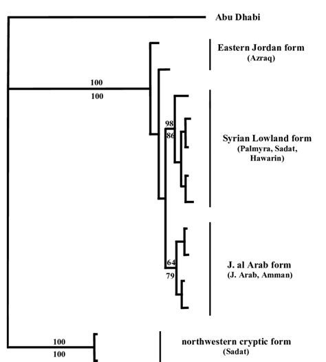 Bayesian Tree Bayesian Posterior Probabilities Are Given Above Download Scientific Diagram
