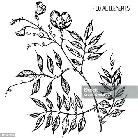 달콤한 완두콩 어린이와 성인을위한 색칠 공부 잉크 펜 모세관 수제 잎 꽃 싹 검은 색과 흰색 꽃 컬렉션 당신의 작곡을위한 꽃 요소 세트 가벼운에 대한 스톡 벡터 아트 및