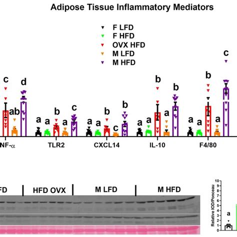 Female Estrogen Deficiency Leads To A Similar Degree Of Adiposity As