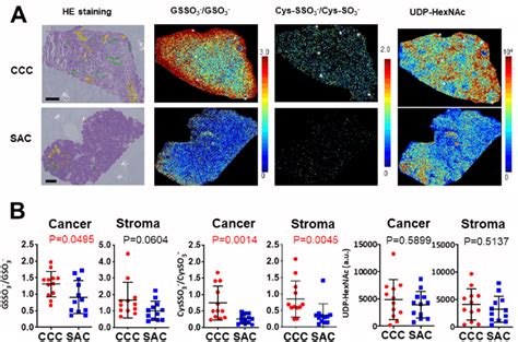 Imaging Detection Of Glutathione Persulfide And Cysteine Persulfide In Download Scientific