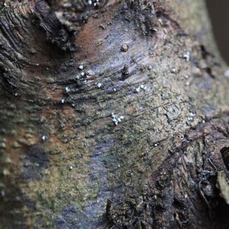 Cryptococcus Fagisuga Woolly Beech Scale