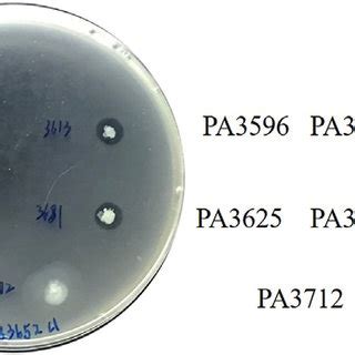 Representative Photographs Of The Colony Plates A And Sup Filter Download Scientific Diagram