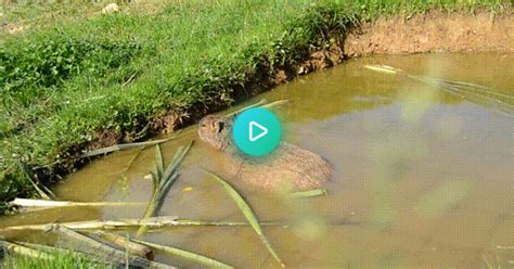 Capybara Playing In The Mud  On Imgur
