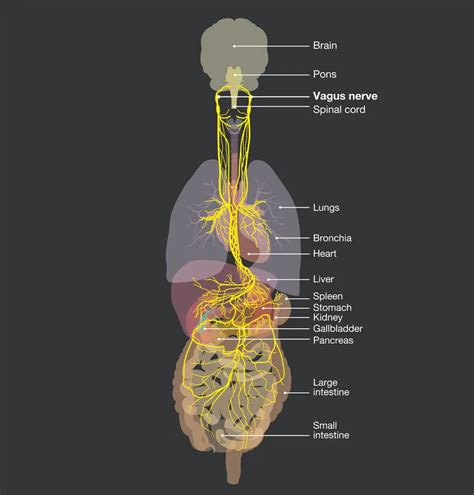 Vagus Nerve Acupuncture Points Baltic Imaging Center News 2017