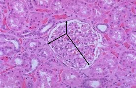 Microscope Slides Flashcards Quizlet Microscope Slides Flashcards Quizlet