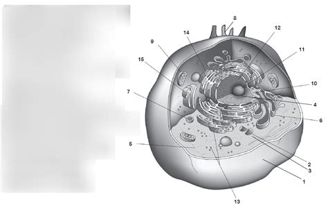 Lab Quiz 1 Diagram Quizlet