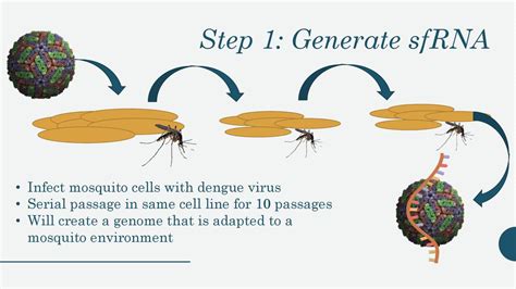 The Effect Of Duplication Of The Variable Region Stem Loop Structures Of The 3UTR On SfRNA