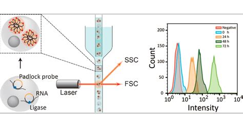Flow Cytometry Diagram