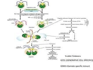 Sex Determination Ppt