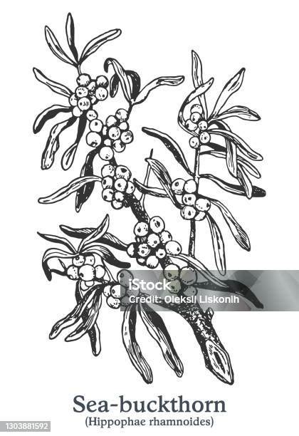 바다 갈매나무 벡터 핸드 그린 식물 빈티지 약용 식물 스케치 건강관리와 의술에 대한 스톡 벡터 아트 및 기타 이미지 건강관리와 의술 그리기 꽃 식물 Istock