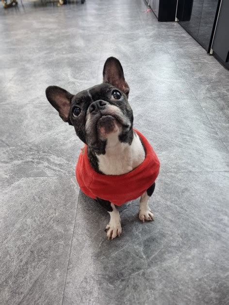 보스턴테리어복길이 강아지책임분양 강아지분양 고양이분양 컴투펫 시츄 셔틀랜드쉽독 말티푸 미니핀 치와와 요크셔테리어 포메라니안 말티즈 분양