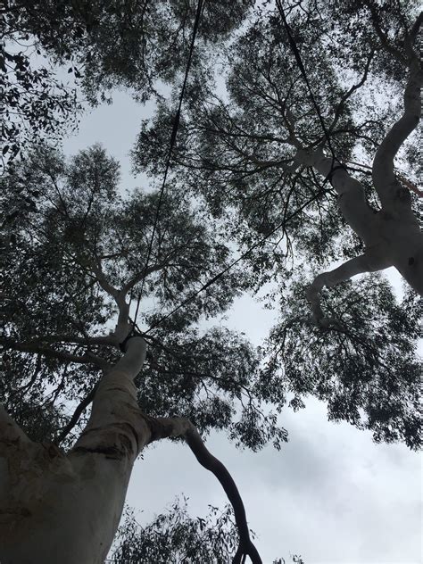 Cobra Cable System Elite Tree Services Tree Surgeon And Tree