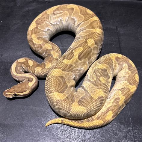 Blackhead Enchi Lesser 50 Poss Het Hypo Pied Albino Ball Python By