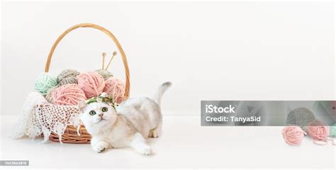 복사 공간이있는 흰색 배경에 뜨개질 바늘과 귀여운 새끼 고양이가있는 실의 공이있는 바구니 0명에 대한 스톡 사진 및 기타 이미지 0명 고양이 새끼 공예 Istock