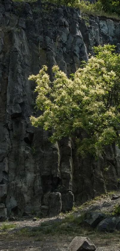 Serene Tree And Basalt Cliff Free Download