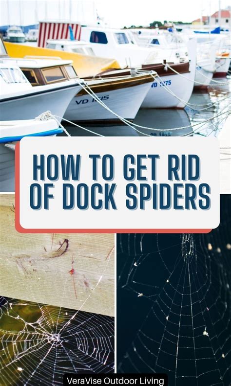 How To Get Rid Of Dock Spiders Artofit