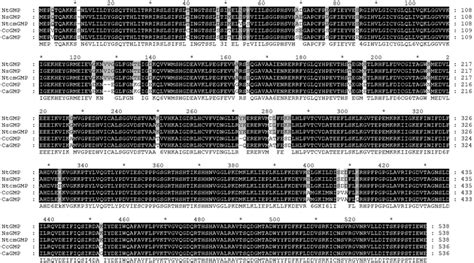 multiple sequence alignment msa of tobacco gmp synthase together with